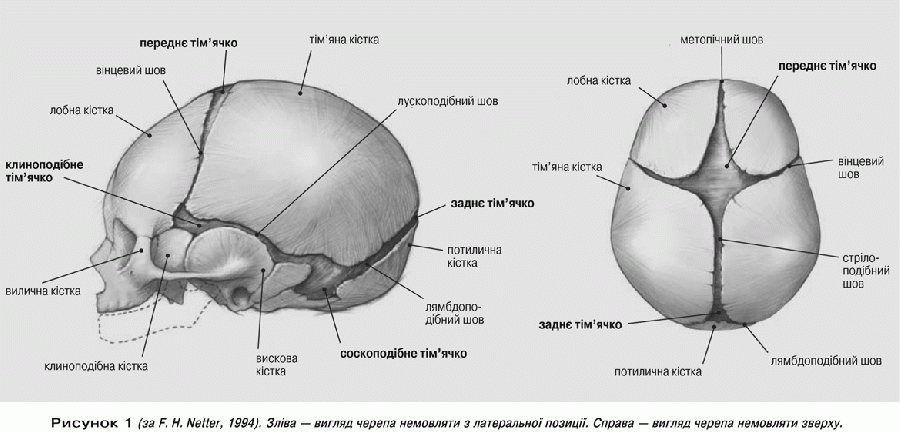 З’єднання кісток черепа. Вікові особливості черепа. — Wiki